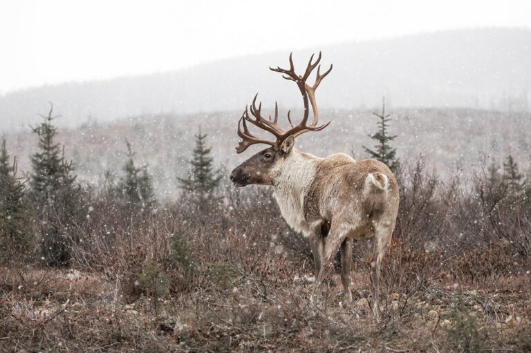 Les caribous de la harde Détour - SNAP Québec