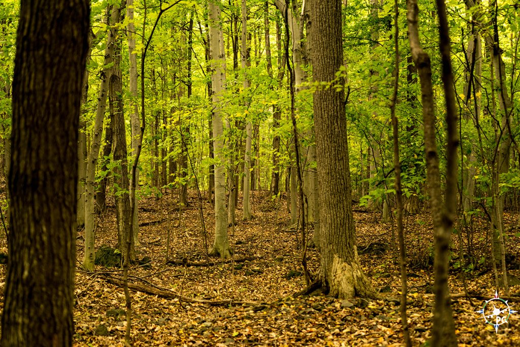 La table est mise pour terminer le travail de protection de la forêt ...