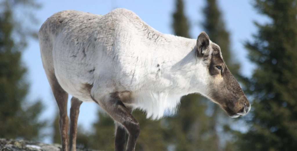 Caribou forestier : les attentes sont élevées au Québec - SNAP Québec
