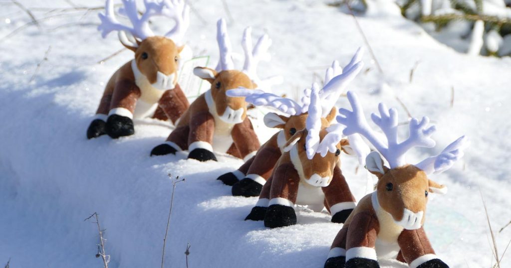 Découvrez la légende de Snappy et faites un don - SNAP Québec