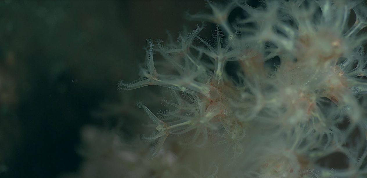 Connaissez-vous vraiment vos fruits de mer ? - SNAP Québec