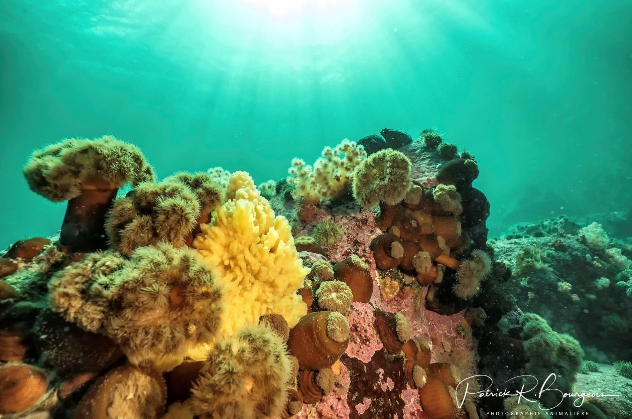 Connaissez-vous vraiment vos fruits de mer ? - SNAP Québec
