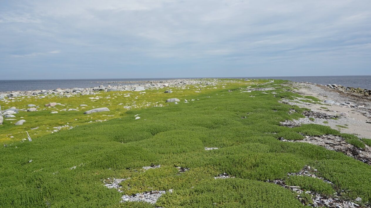 Voyage à l’Île de l’ours par Mirabelle Kelly, ambassadrice du Plan Nous ...
