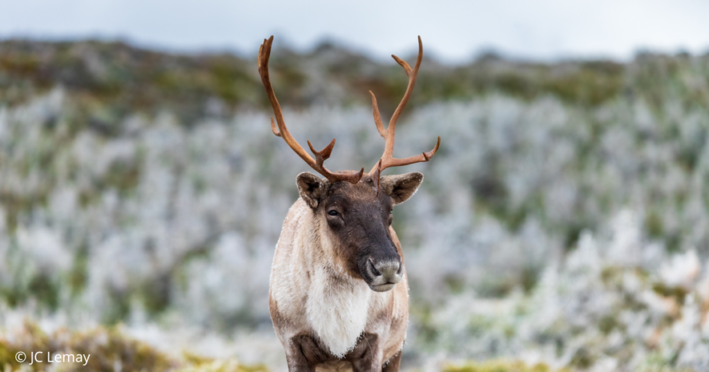 Protection du caribou : l’inaction continue - SNAP Québec