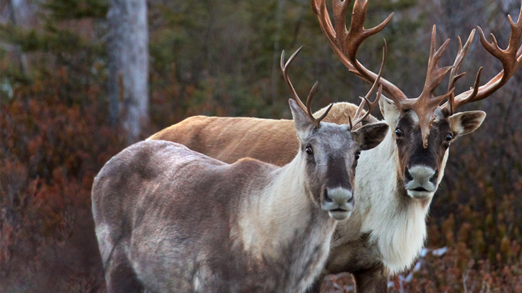 Caribou forestier - SNAP Québec